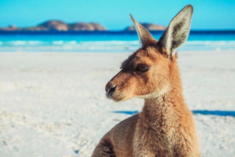 Untamed Escapes - Immerse Yourself In Untamed Australia
